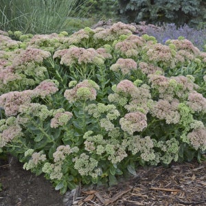 Sedum Autumn Fire Live Plant - Star-shaped Bright Colored Rosy Flowers ...