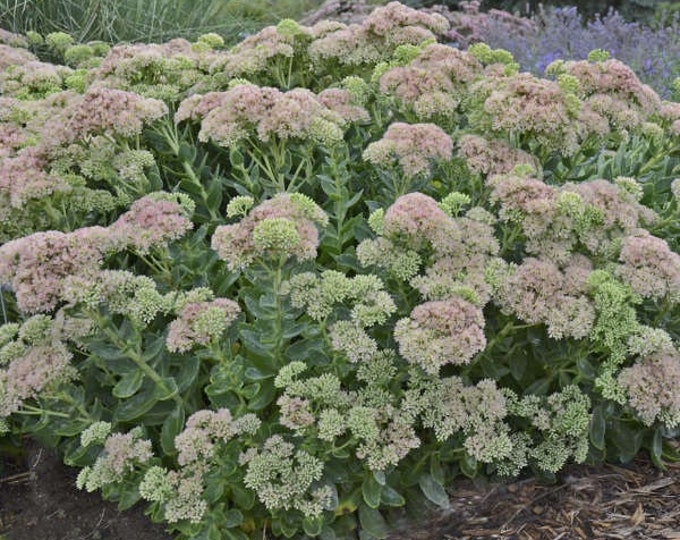Sedum Autumn Fire Live Plant - Star-shaped Bright Colored Rosy Flowers ...