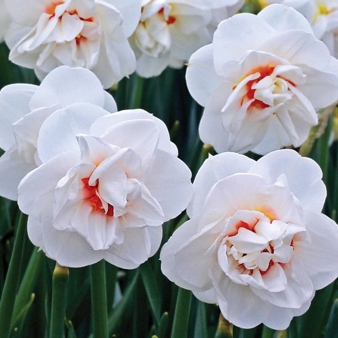 Narcissuss Acropolis Flower Bulbs Plant in Fall for Spring Blooms Hardy ...