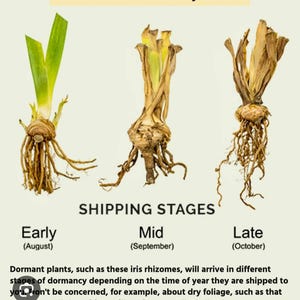 Bearded Iris - Sun Devil - Yellow and Burgundy - Deer Resistant Flowers ...