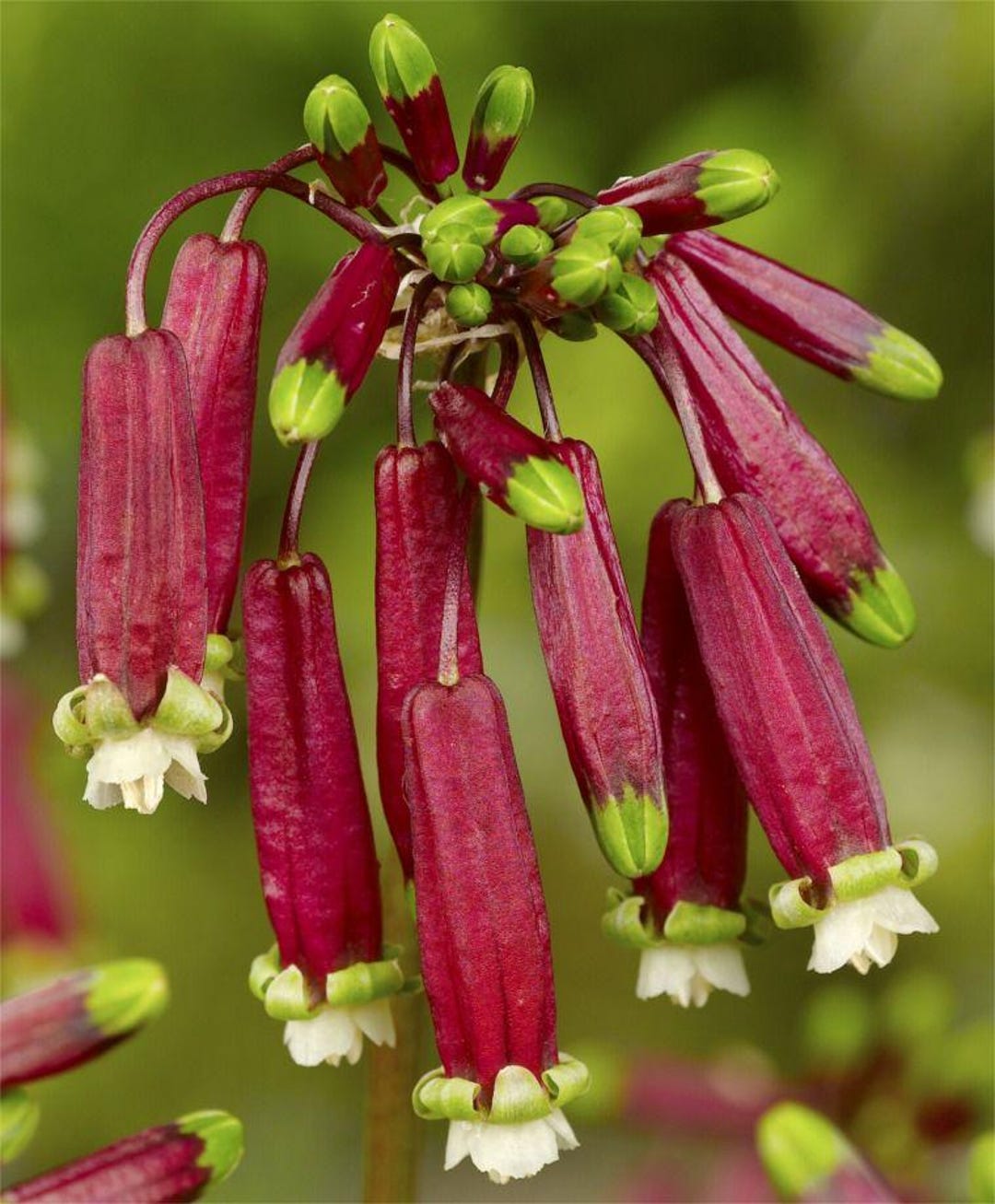 Brodiaea 'ida-maia' Bulbs - Coccinea - Firecracker - Tubular Bright Red ...