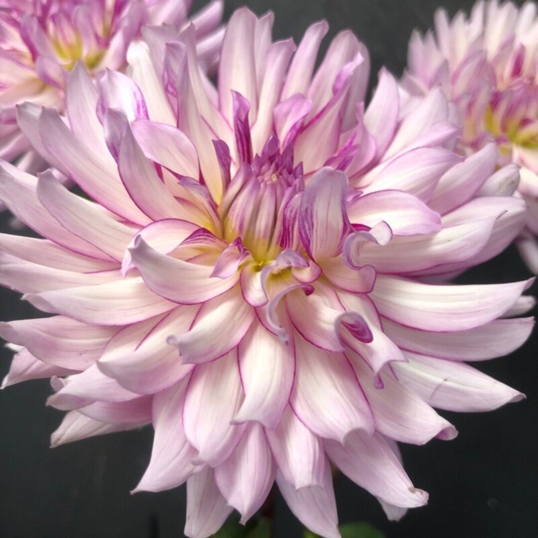 Leila Savanna Rose Tuber Semi-cactus Bloom Size 4-6 Plant Height 4 Feet ...