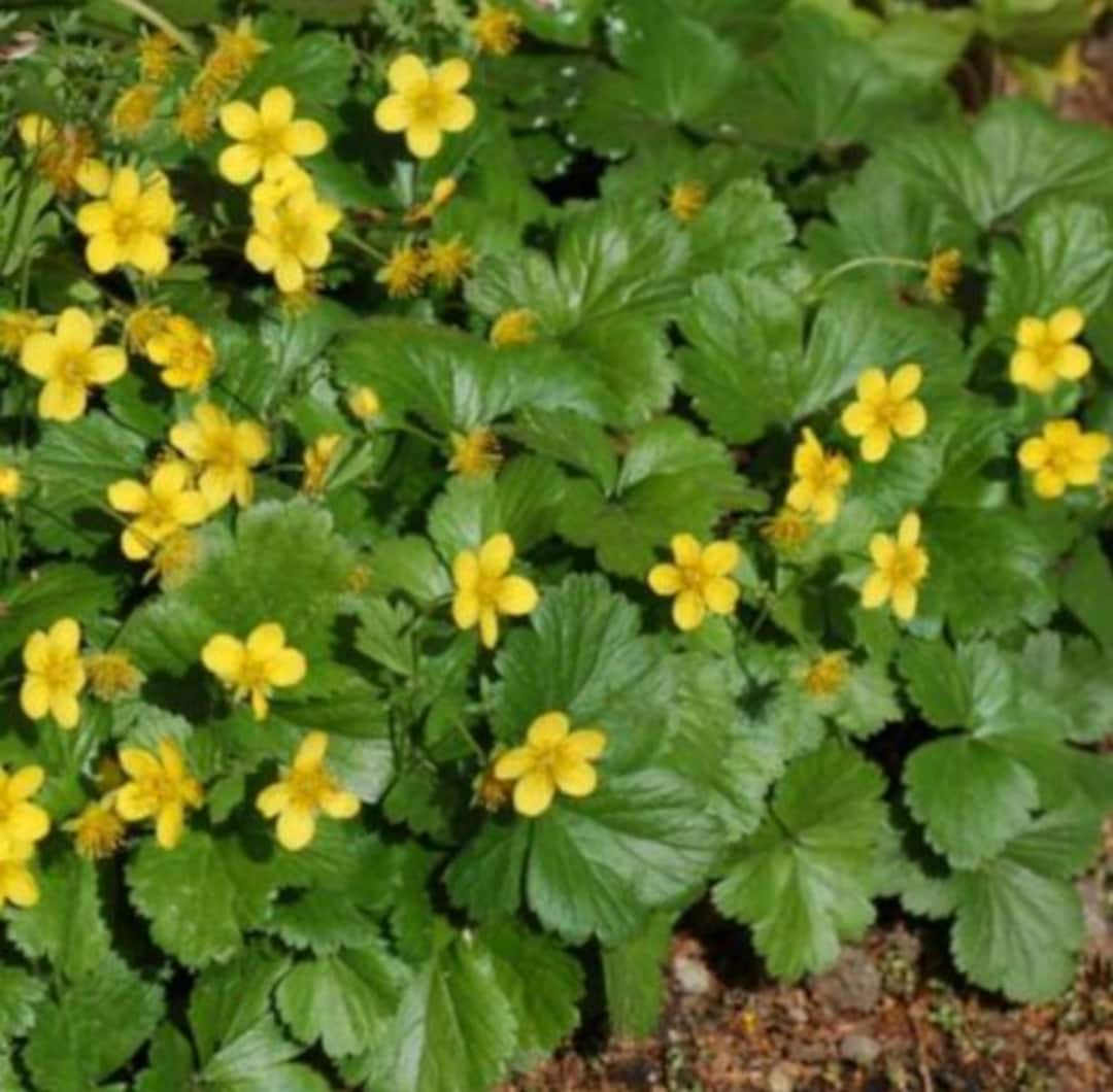 Barren Strawberry Plant - Waldsteinia Ternata - Attractive Ground Cover ...