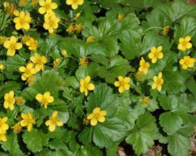 Barren Strawberry Plant - Waldsteinia Ternata - Attractive Ground Cover ...