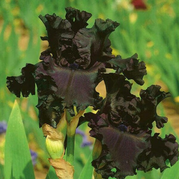 Black Bearded Iris - Etsy