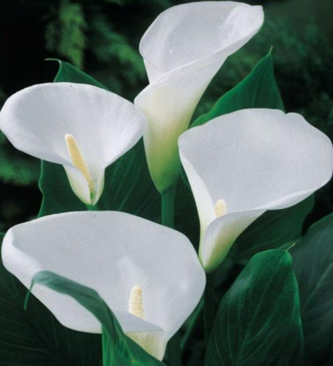 Calla Lily 'aethiopica' Flower Bulbs Tubers Rhizomes - Trumpet-shaped ...