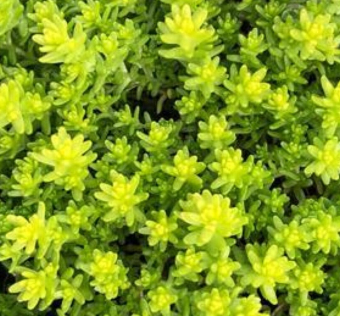 Aurea Sedum Live Plant - Cold Hardy Perennial - Heat and Drought Tolerant Succulent - Full Sun ...