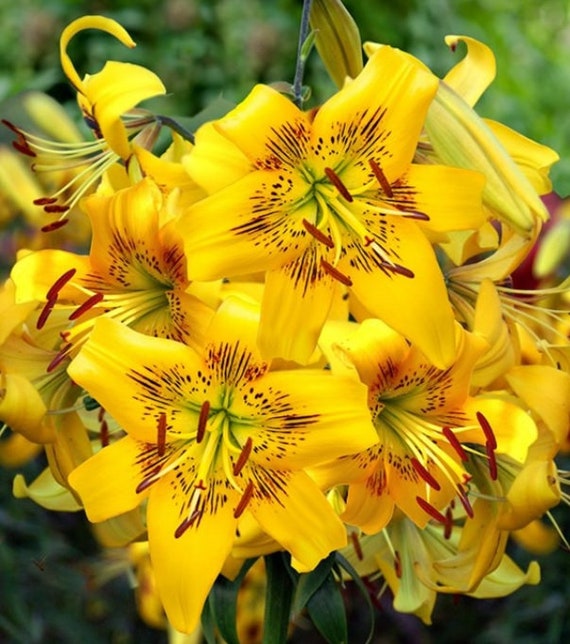 Yellow Asiatic Lily Plant