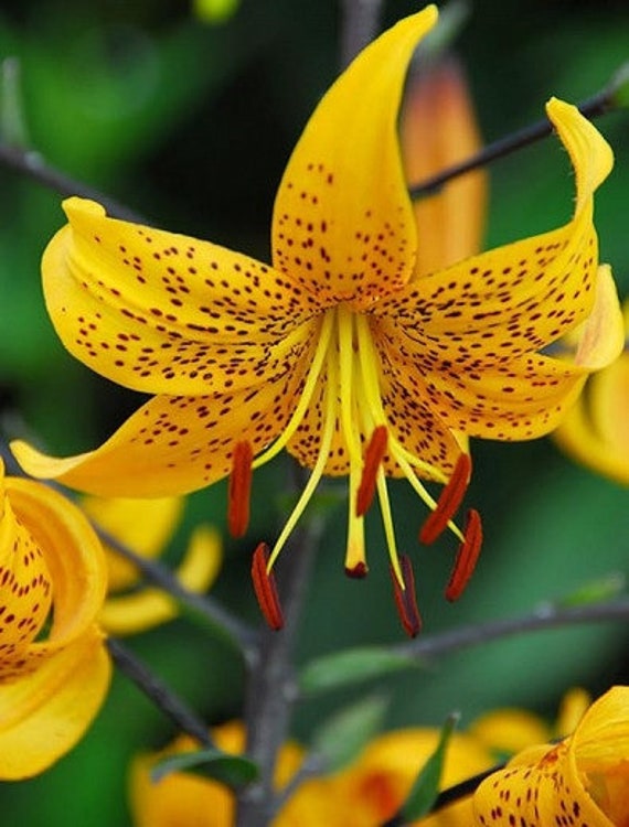 Yellow Tiger Lily Flower