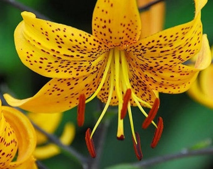 Lilium Leichtlinii Japanese Tiger Lily Bulbs - Pendent Golden Blossoms ...