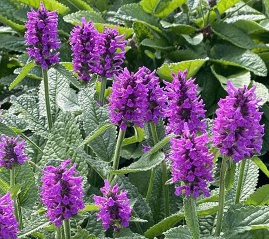 Dwarf Betony Live Plant - Stachys 'hummelo' - Glossy, Green Foliage ...
