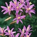 Brodiaea Californica 'babylon' - Fall Planted Bulbs - Cluster Lily ...