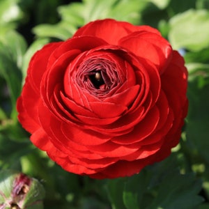 Red Ranunculus Tubers - Bright Red Rose Like Blooms - Easily Grown ...