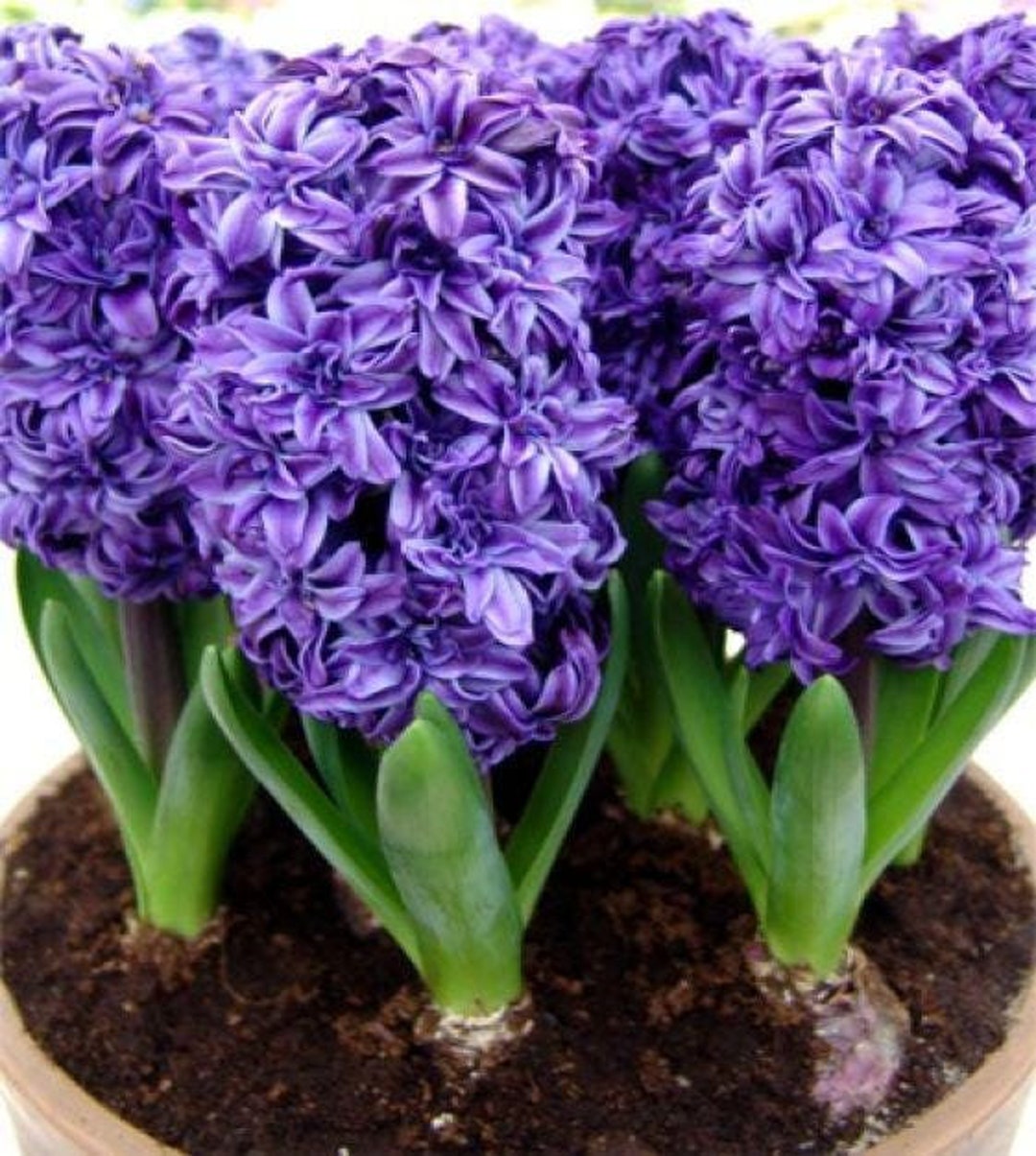 Hyacinth - Royal Navy Bulbs - Sweetly Fragrant Mid Spring Bloom ...