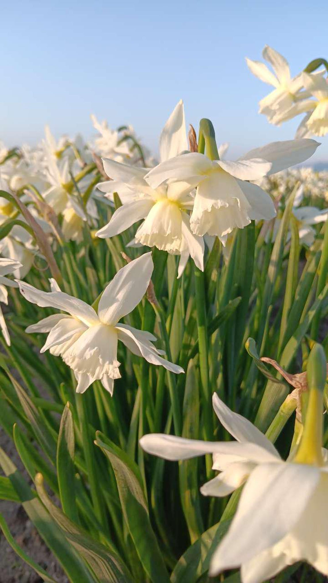 Narcissus - Thalia - Flower Bulb - Plant in Fall for Spring Blooms ...