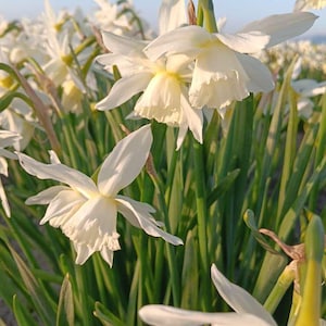 Narcissus - Thalia - Flower Bulb - Plant in Fall for Spring Blooms ...