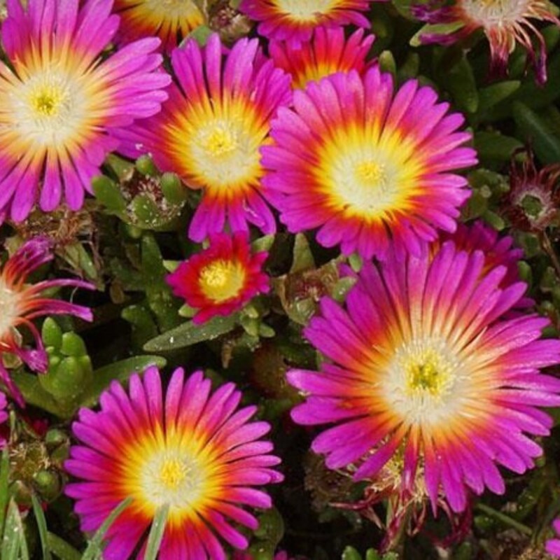 Fire Spinner Ice Plant Seeds - Etsy
