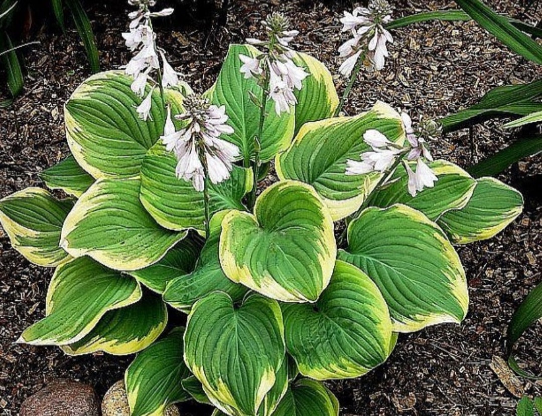 Fragrant Dream Hosta Bare Root Rhizome - Shade Perennial - Plants Can ...