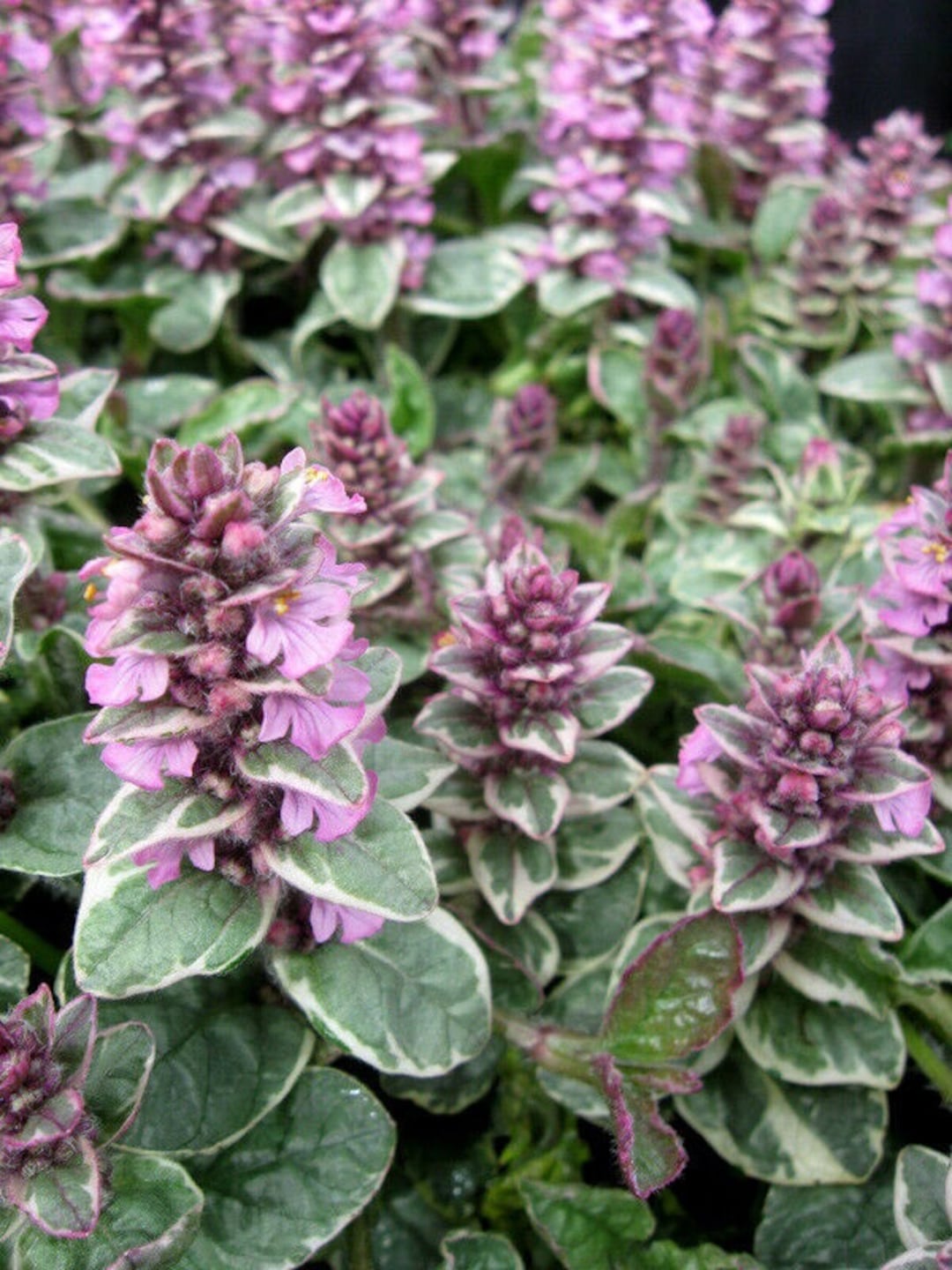 Pink Lightning Ajuga Live Plant - Variegated Leaves W/ Pink Blooms ...