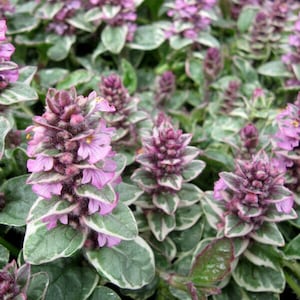 Pink Lightning Ajuga Live Plant - Variegated Leaves W/ Pink Blooms ...