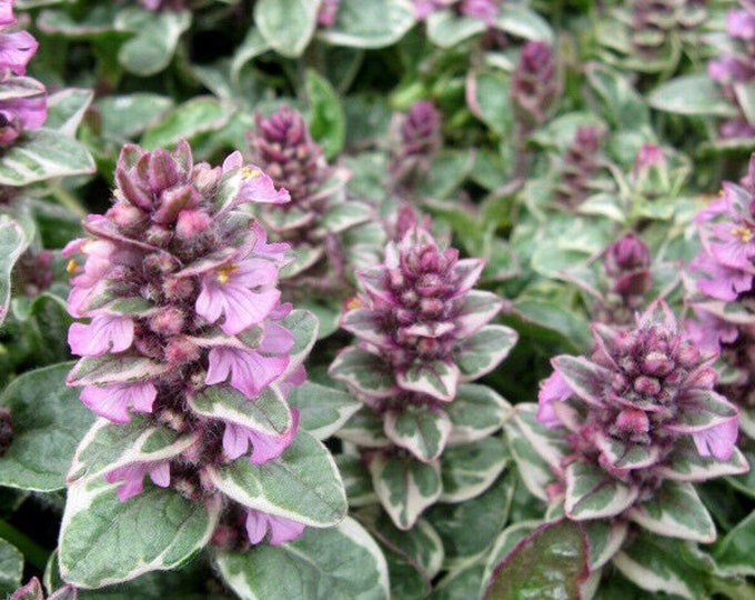 Pink Lightning Ajuga Live Plant Variegated Leaves W/ Pink Blooms Hardy ...