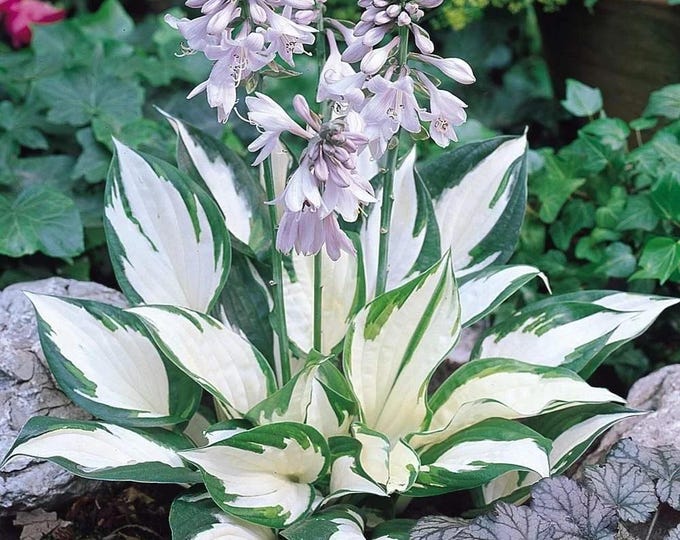 Hosta Fire & Ice - Cold Hardy Perennial - Shade Plant - Dark Green ...