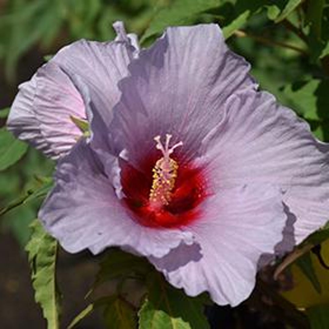 Blue Brulee Hardy Hibiscus - Pale Blue to Steel Blue Flower Large ...