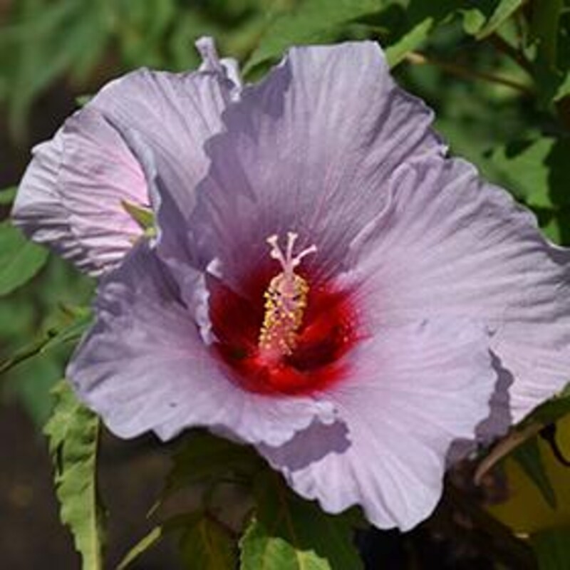 Blue Hibiscus - Etsy