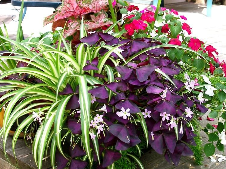 Purple Shamrock Bulbs! ~ Oxalis Triangularis ~ Easy to Grow ~ Thrives ...