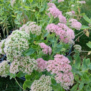 Sedum Autumn Fire Live Plant - Star-shaped Bright Colored Rosy Flowers ...