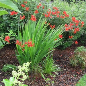 Lucifer Crocosmia Flower Bulbs: Red African Sword Lily, Hummingbird ...