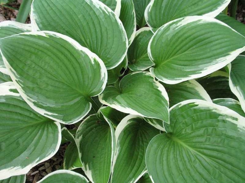 Hosta Francee - Sun to Shade Tolerant - Plants Grow 2-3 Feet Tall & 3-5 ...
