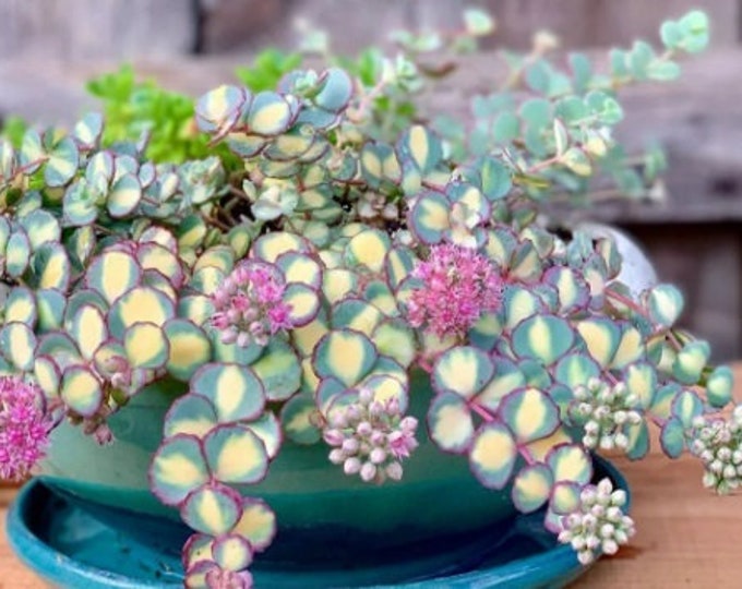 Sedum Sieboldii Variegatum Live Plant - Cold Hardy Perennial - Heat ...