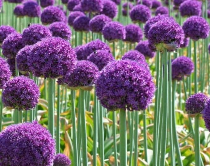 Ambassador - Allium Bulbs - Deer Resistant - Late Spring - Perennial ...