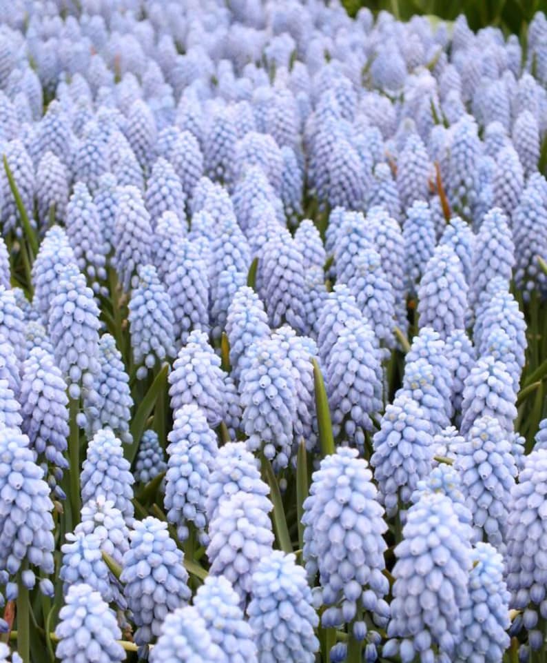 Muscari - Valerie Finnis Flower Bulbs - Unique! Pale Powder Blue Grape ...