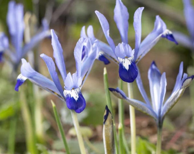 Miniature Iris - Reticulata Clairette Bulbs - Sky-blue Standards and ...
