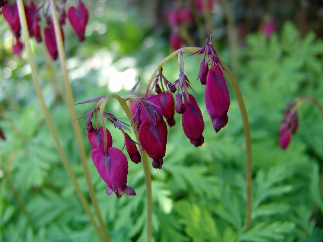 Cherry Red/ Dark Pink Bleeding Heart Bare Root Division Hardy Perennial ...