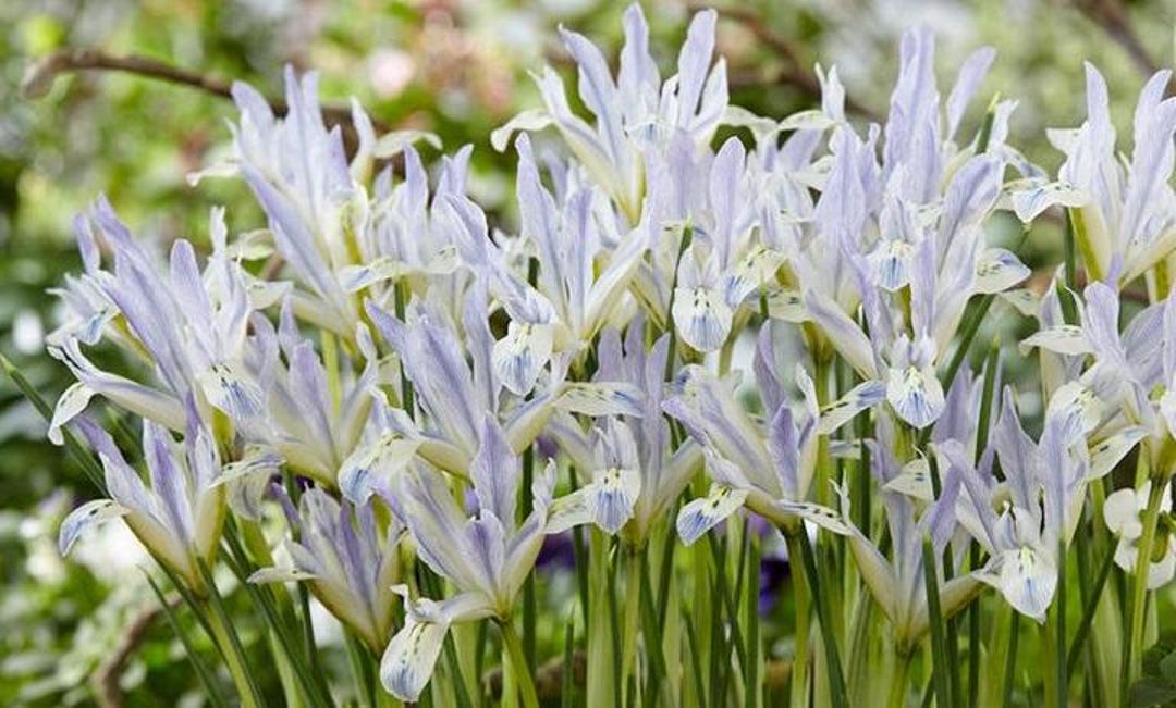 Miniature Iris Painted Lady Bulbs Ivory White Blooms With Specs of Blue ...
