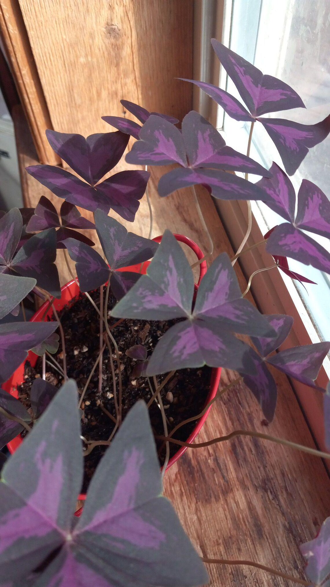 Purple Shamrock Bulbs! ~ Oxalis Triangularis ~ Easy to Grow ~ Thrives ...
