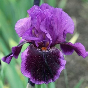 Bearded Iris 'pagan Dance' Bulb (rhizome) Deep Velvety Purple Deer ...