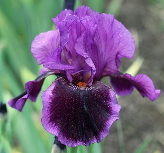 Bearded Iris 'pagan Dance' Bulb (rhizome) Deep Velvety Purple Deer ...