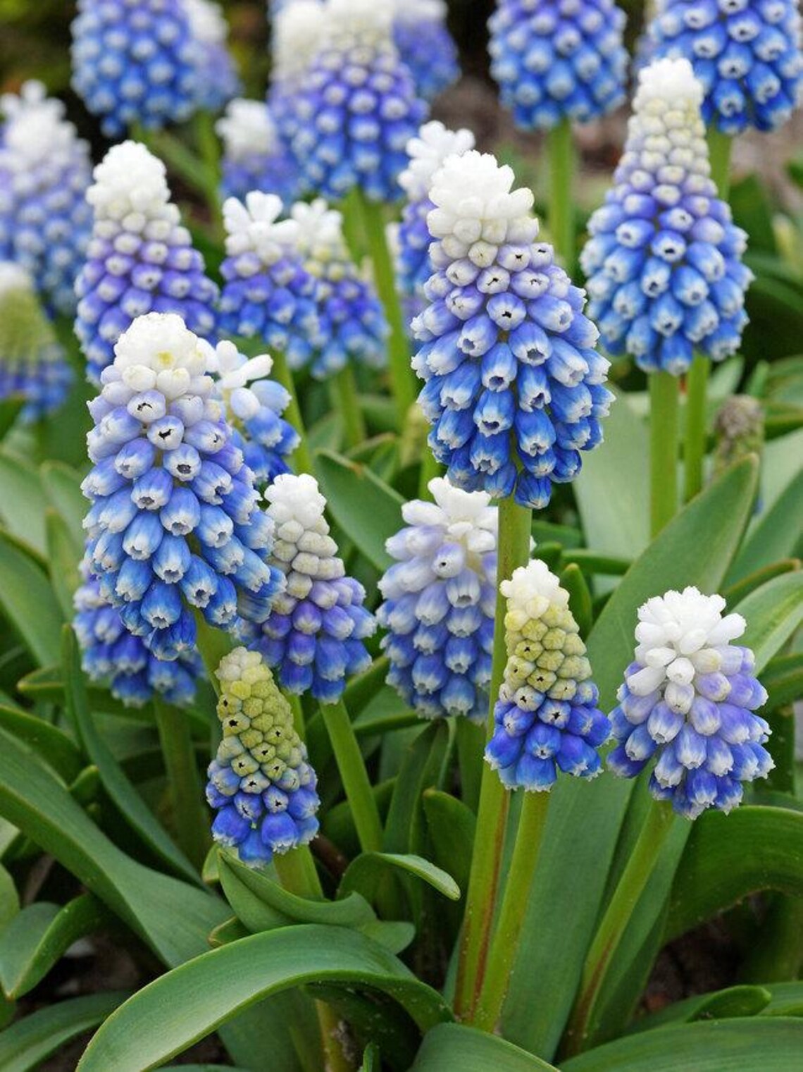 Muscari - Mountain Lady - Unique! Varying Pale Powder Blue Grape ...