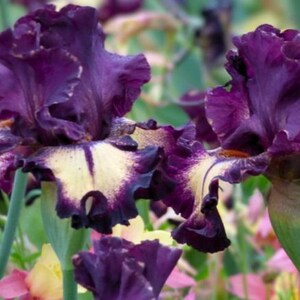 Blood Moon - Bearded Iris Rhizome - Burgundy W/ Fusions of Yellow ...