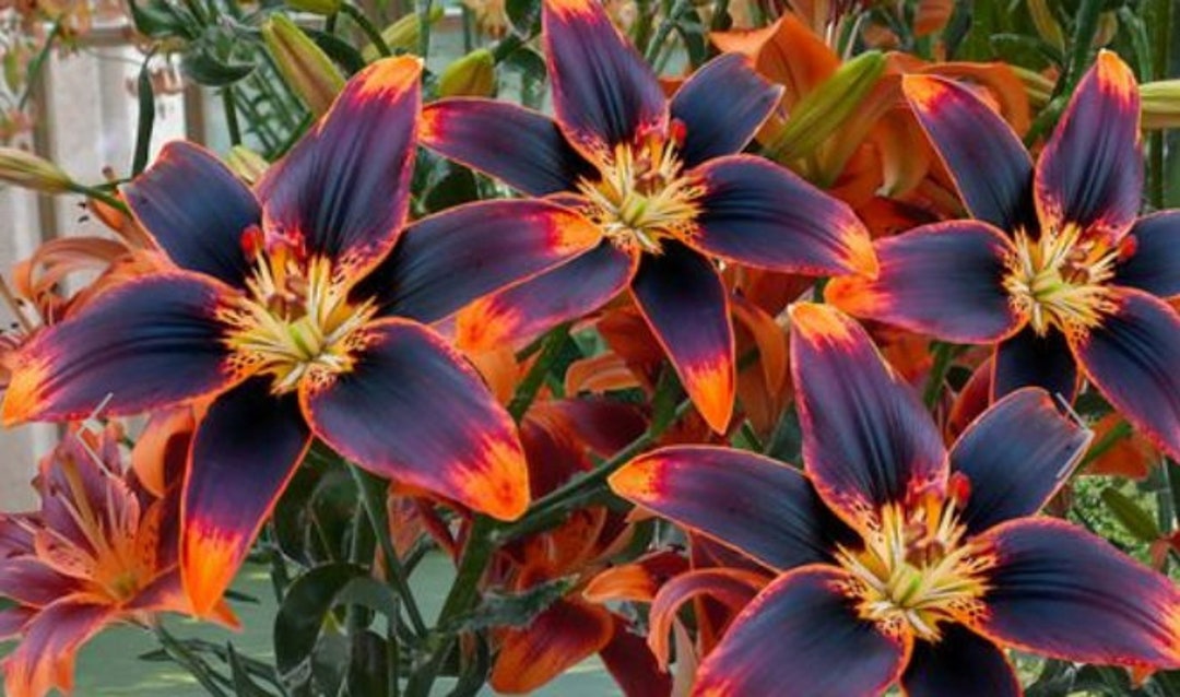 Forever Susan Asiatic Lily Bulbs - Stunning Orange Blend to Deep Maroon ...