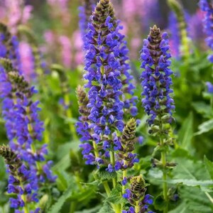 May Night Dwarf Salvia Live Plant Deep Blue Flowers Aromatic Foliage ...