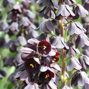 Fritillaria - Persica - Persian Lily Flower Bulb - Purple to Black Bell ...