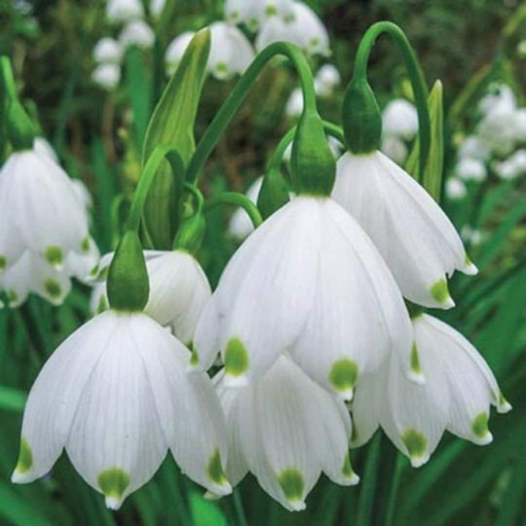 Gravity Giant Leucojum Aestivum Bulbs - Summer Snowflake - Hardy ...