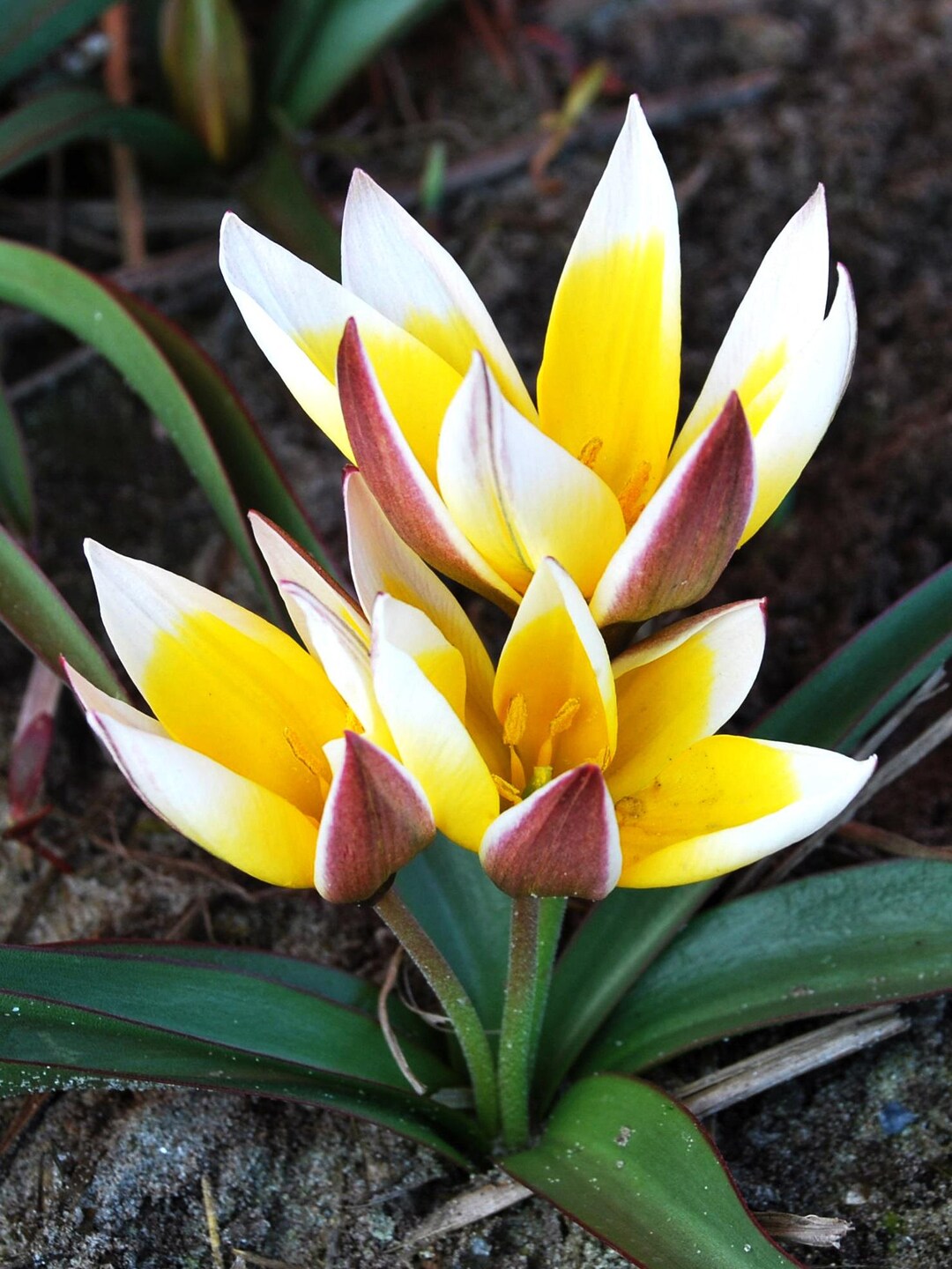 Dasystemon Tulip Bulbs - Star Shaped Bright Yellow Flowers With White ...