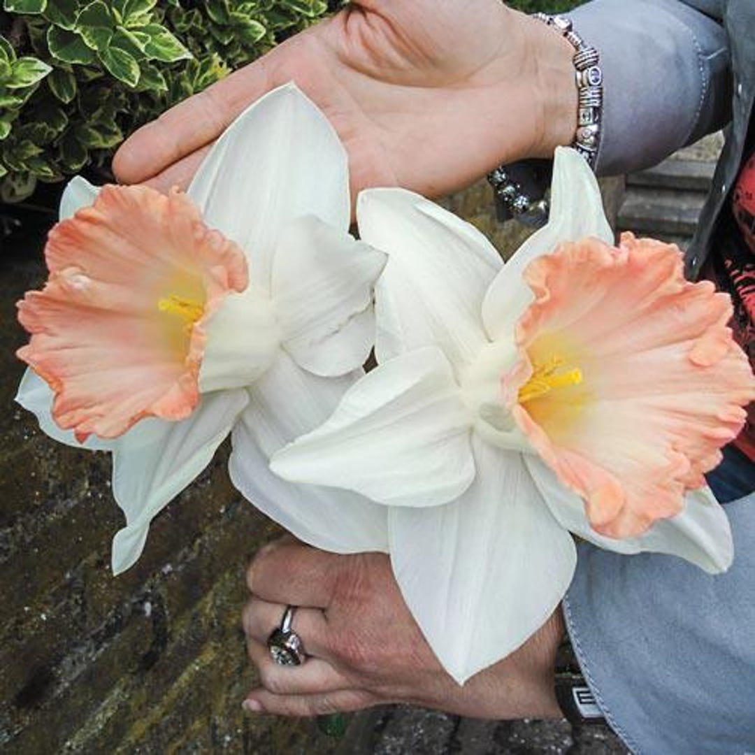 Trumpet Daffodil Bulbs - Narcissus 'british Gamble' - Pure White ...