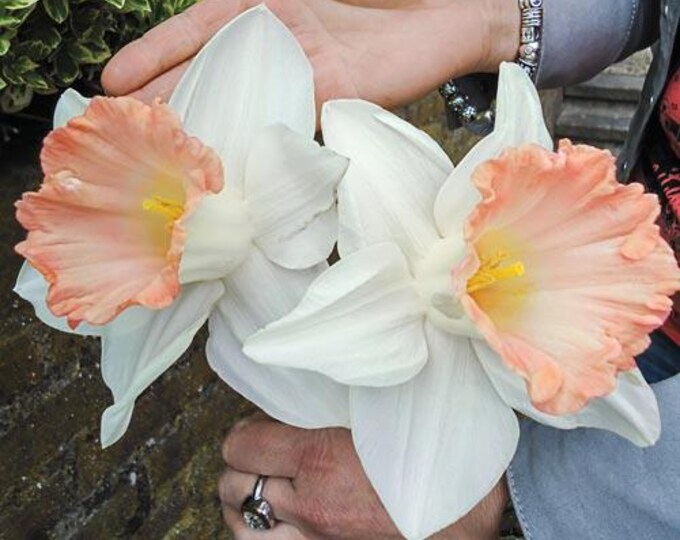 Trumpet Daffodil Bulbs - Narcissus 'british Gamble' - Pure White ...